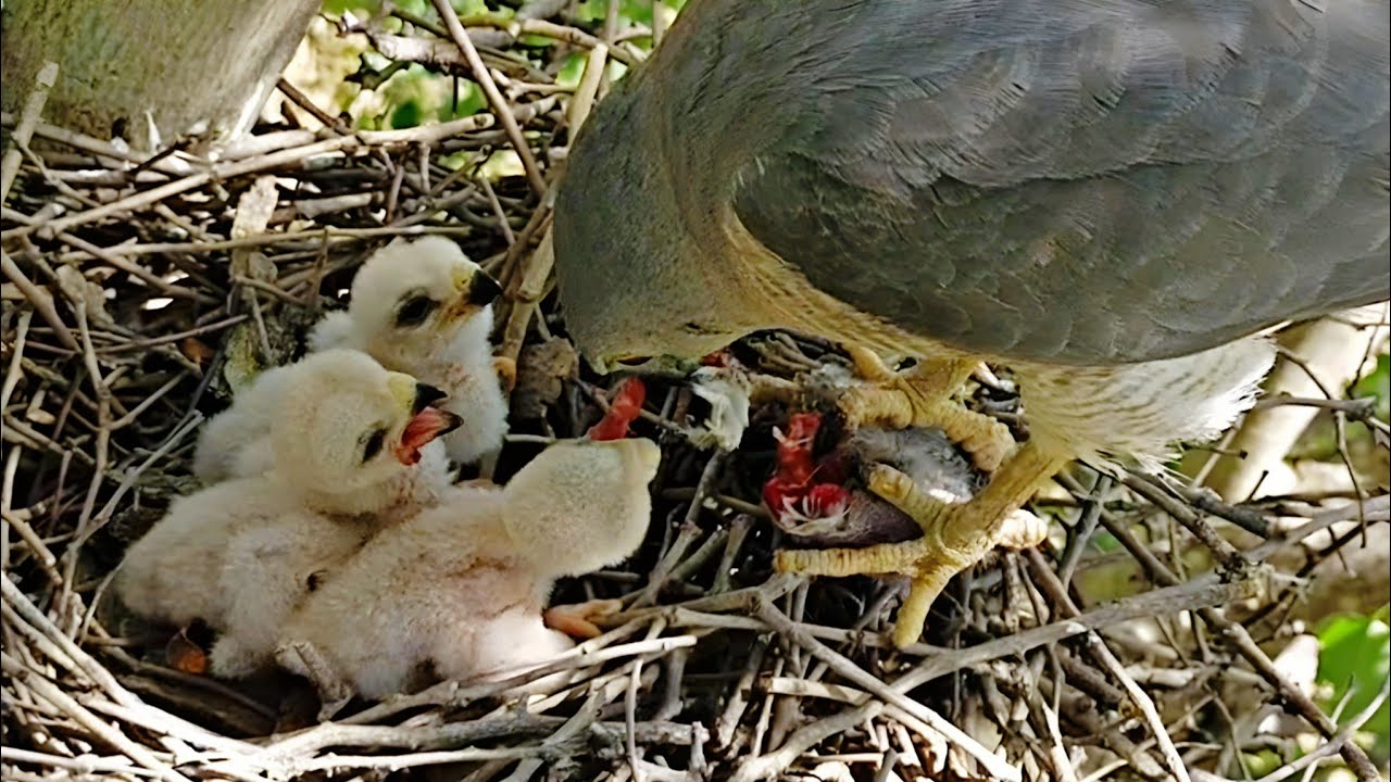 Cooper's Hawk Feeding Its Chicks in the Nest @BirdPlusAnimals - YouTube