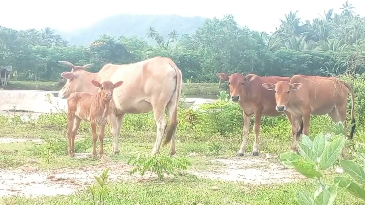 Lembu Sapi makan merumput di tepi Danau - YouTube