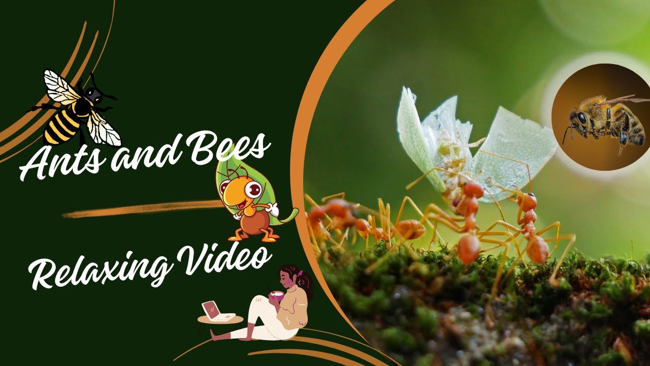 Beautiful Ants and Bees | Relaxing Video | Bugs | Insects | Inspiring ...