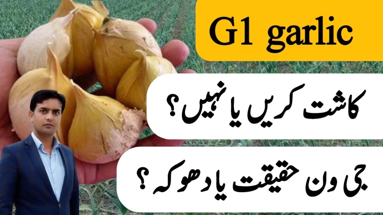 Reality of G1 garlic | Cultivation of G 1 garlic | NARC G1 garlic | g ...