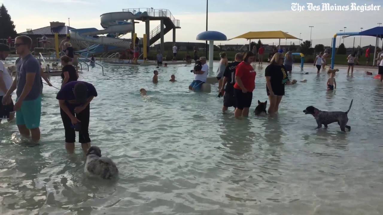 Pooch Paddle Dog Swim at Prairie Ridge Aquatic Center - YouTube