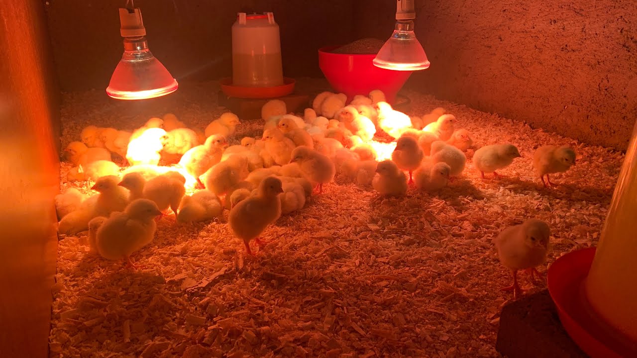 Day 4 of 42 days | growing 100 chicks lost 1 today - YouTube