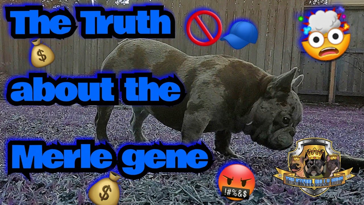 The Truth about the Merle Gene(SINE Insertion) in dogs - YouTube