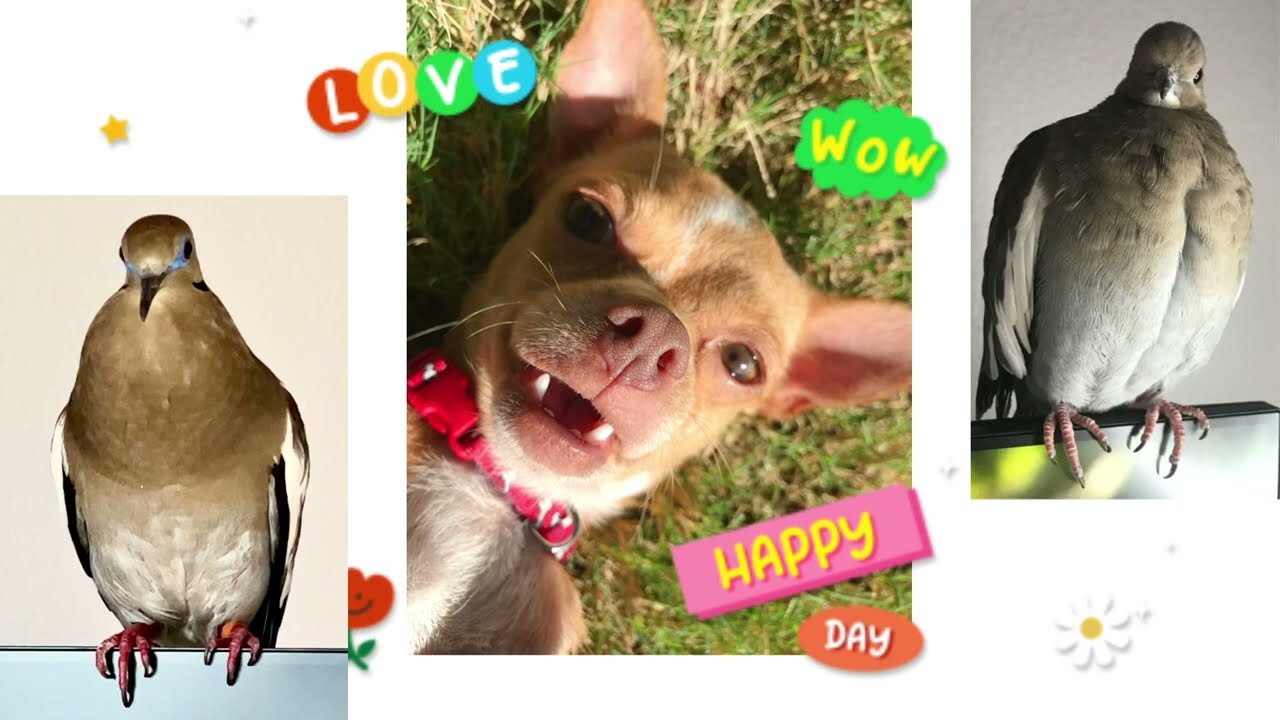 ️“WILL Dance for Food!” (SiLLY DoVE!) 😁 ️ #doves #cutebirds #funnybirds ...