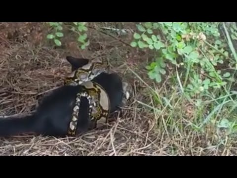Poor cat rescued python try to suffocate cat - YouTube