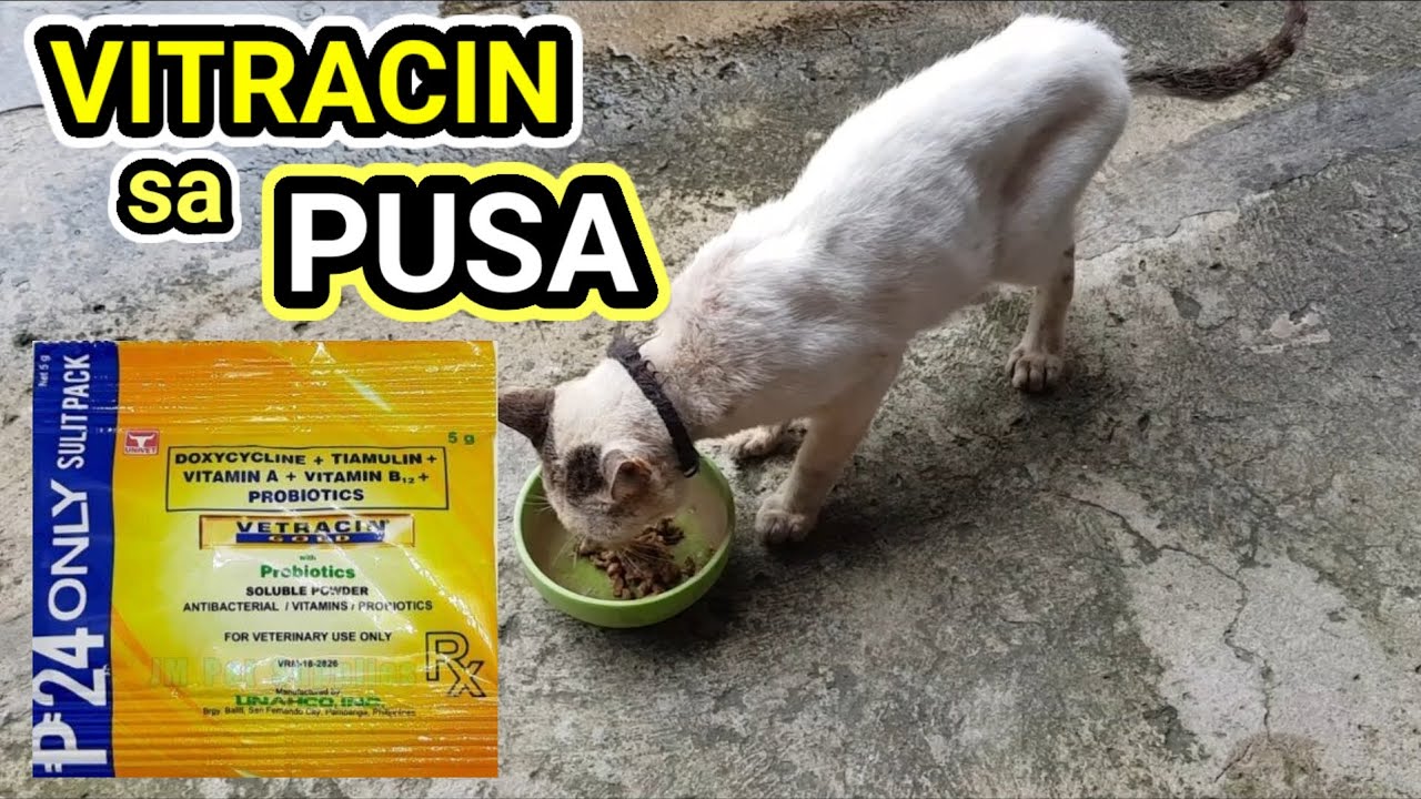 Vitracin Para Sa Pusa, Pwede Kaya? Nagtatae Kasi Ang Bago Kung Ampon Na ...