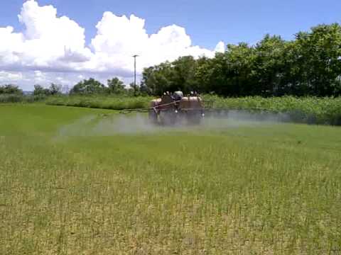 Spraying Rice paddy fields - YouTube