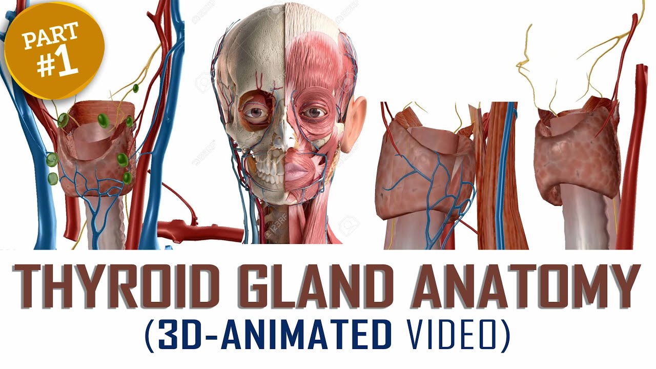 THYROID GLAND ANATOMY in 3D ANIMATION (PART 1) Surfaces, Borders ...