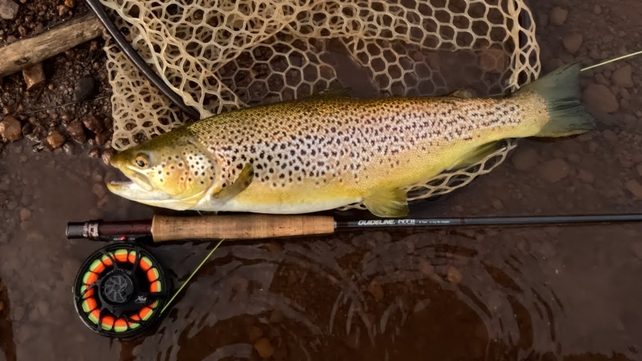 Western Australian Brown Trout. Flyfishing in WA. - YouTube