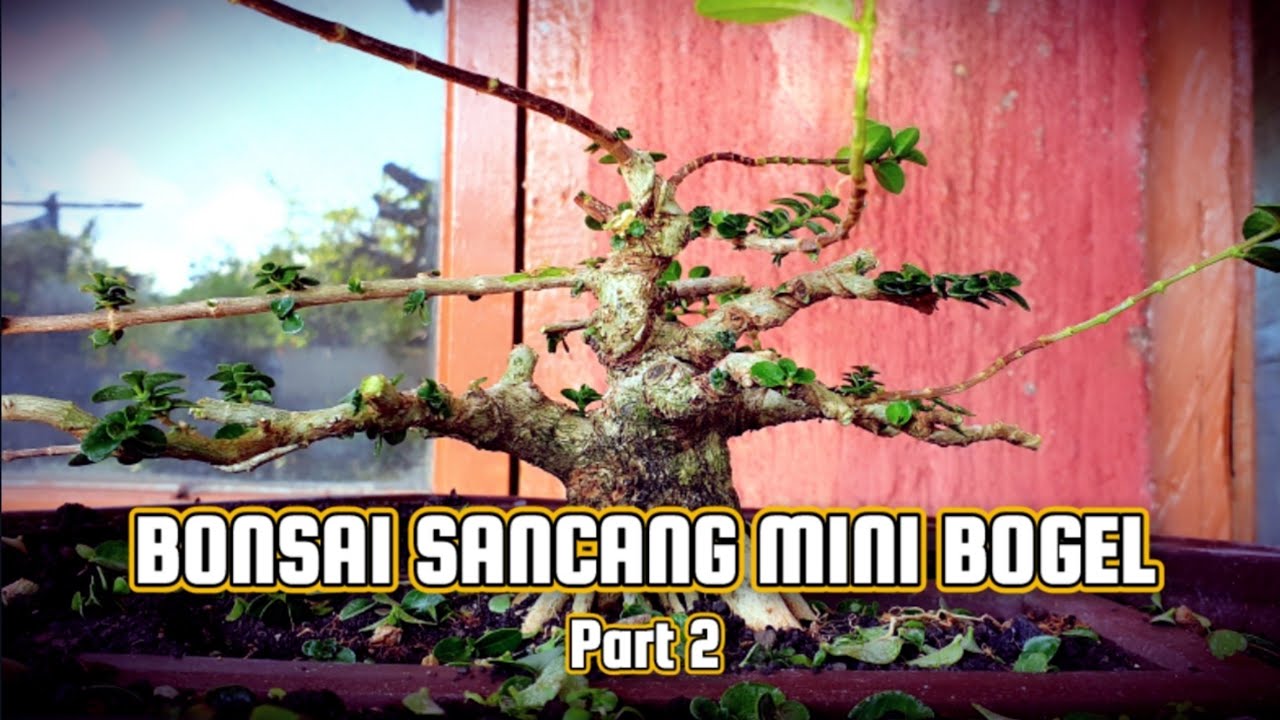 Bonsai Sancang Mini Bogel @therisingofroninbonsai - YouTube
