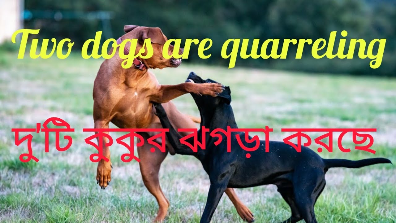 Two dogs 🐕🐕 are quarreling | দু'টি কুকুর ঝগড়া করছে #animals #dog #dogs ...