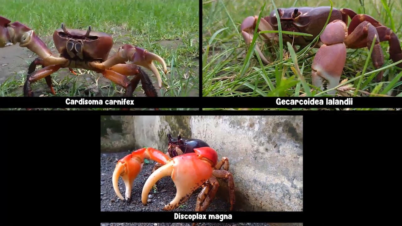 TIGA KOLEKSI KEPITING DARAT BERUKURAN BESAR | CRABPEDIA - YouTube