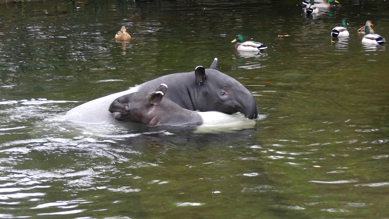 Tapirs in de zoo van Antwerpen op 02 Februari 2020 - YouTube