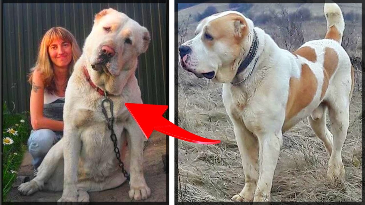 12 Fatos do Alabai [Cão Pastor da Ásia Central o maior cão de guarda ...