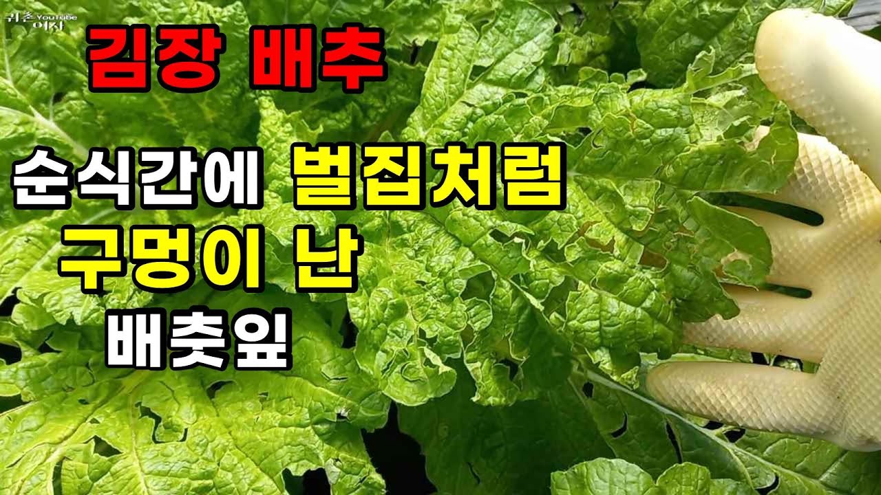 우리 김장 배추는 붕소 결핍 회복 할 수 있을까 김장배추키우기 김장배추병충해 김장배추 배추붕소결핍 텃밭농사배추