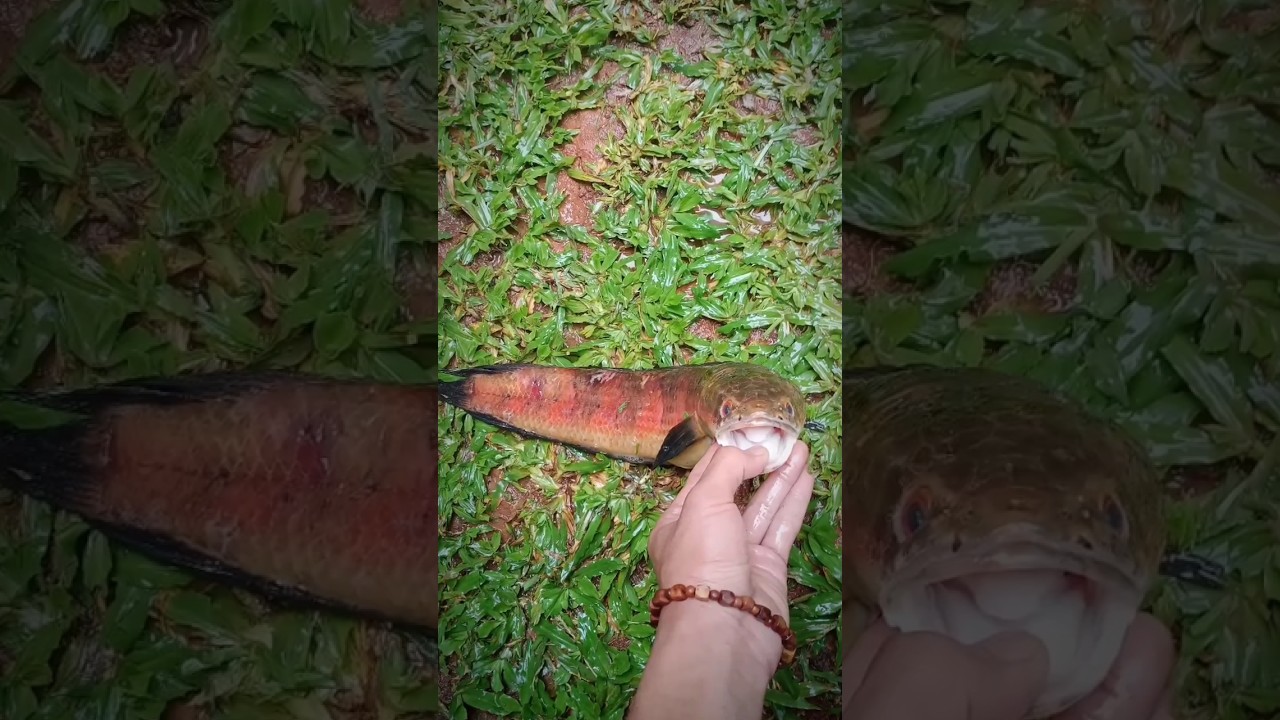 CHANNA RED BARITO😭 - YouTube