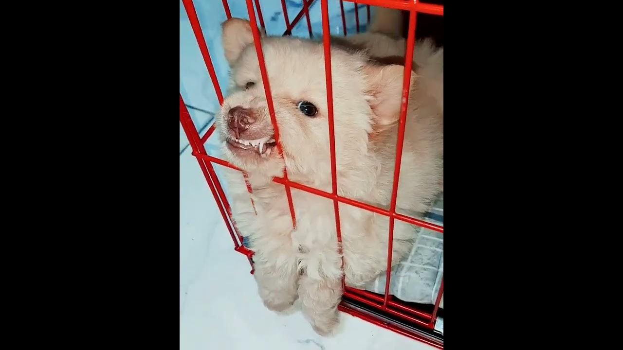 PomChow, Pomeranian / Chow Chow - YouTube