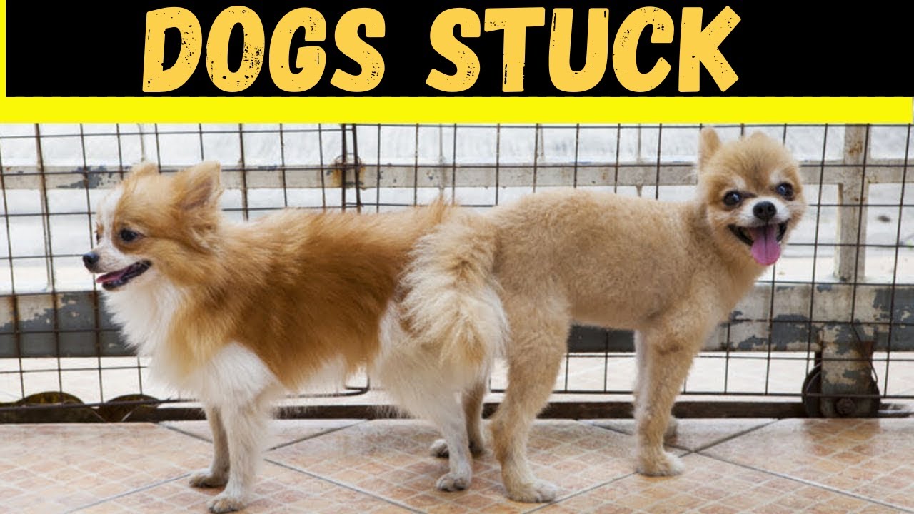 Dogs stuck together after crossing - WHY?! - YouTube