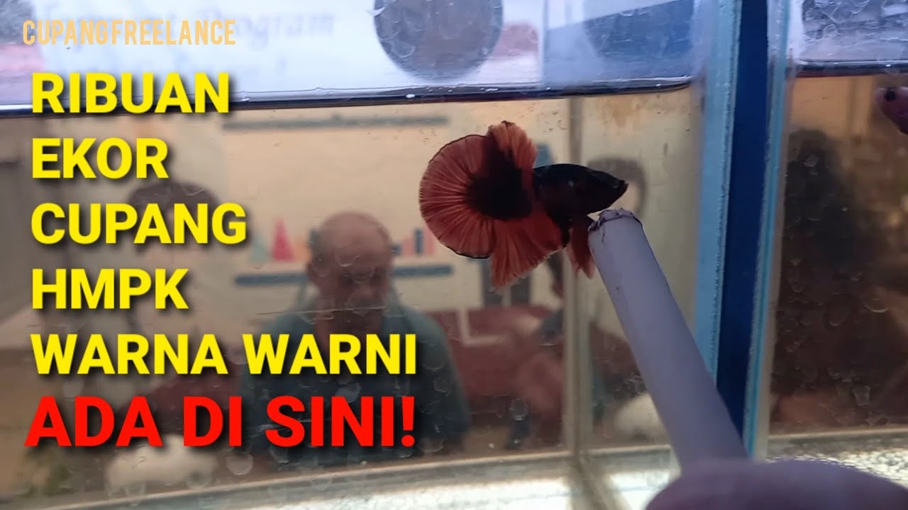 Berkunjung Ke Farm Khusus Cupang HMPK SNI Warna Warni - YouTube