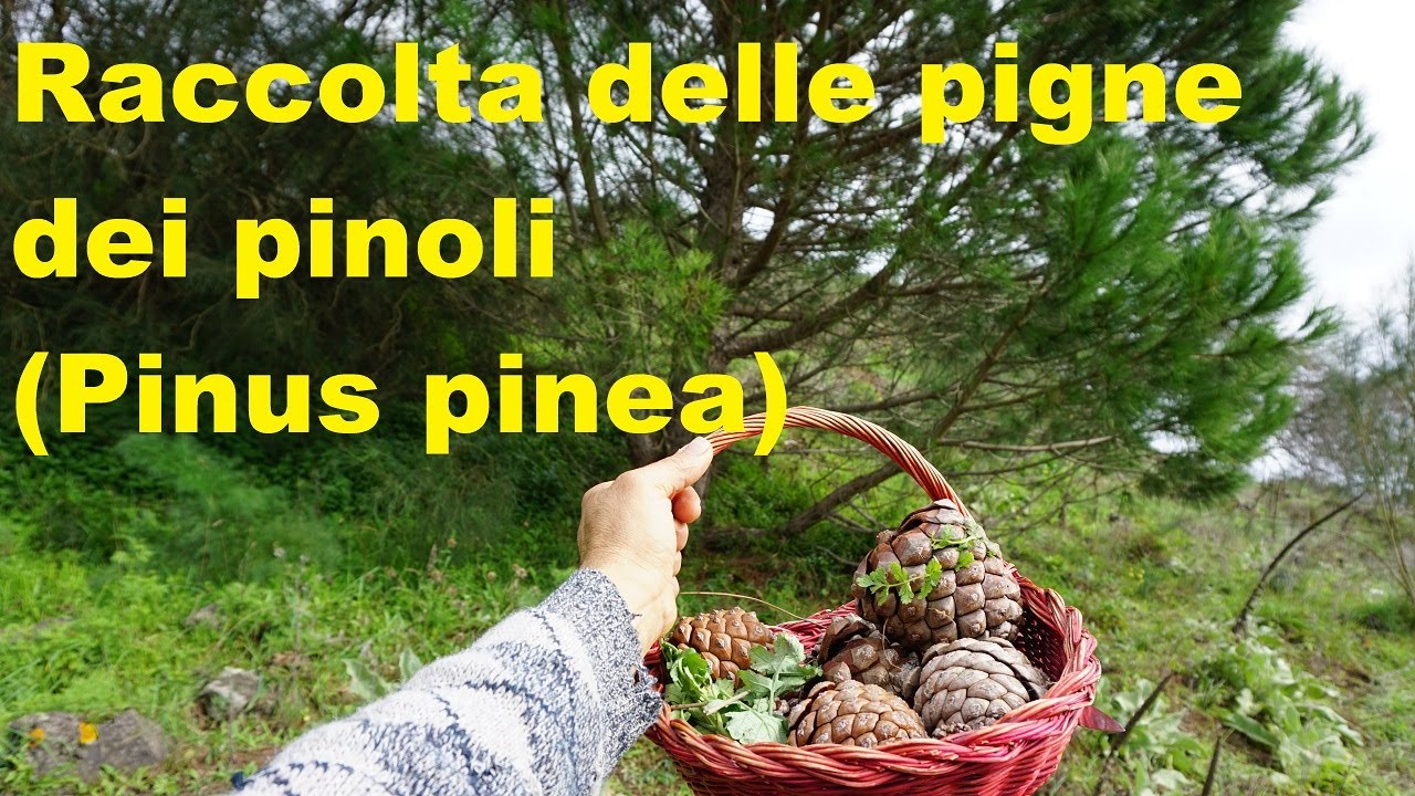 Raccogliere nel bosco le pigne del pino domestico pianta dei pinoli ...