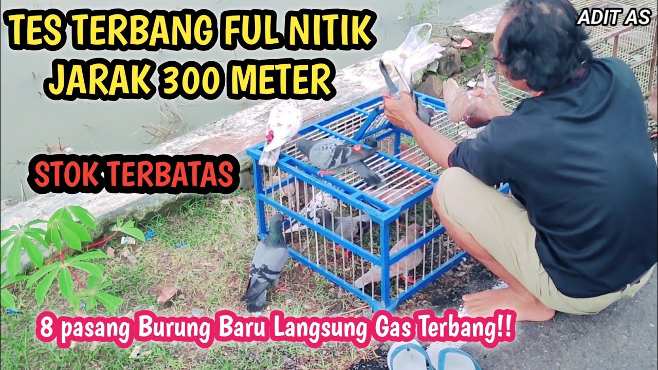 Tes Terbang Merpati Baru Jarak 350 Meter Ful Nitik Turun Tatas‼️ - YouTube