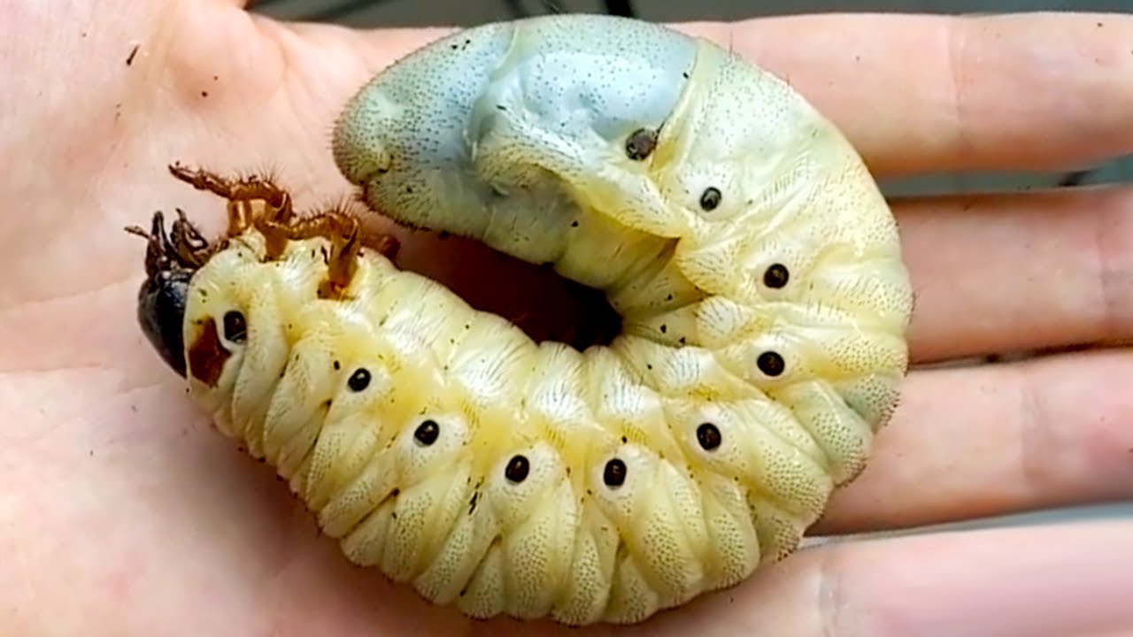LARVA GIGANTE - YouTube