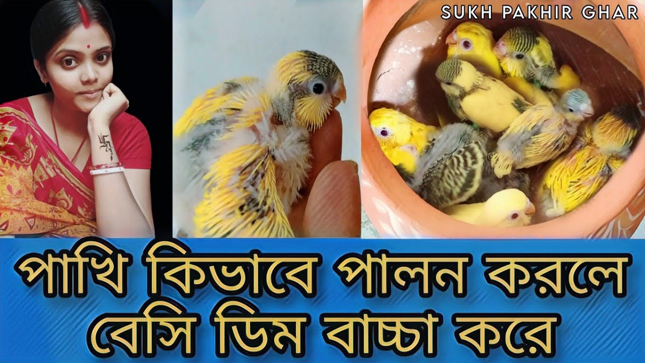 বাজরিগার পাখি কিভাবে পালন করলে বেসি ডিম বাচ্চা করে। Bajrigar pakir besi ...