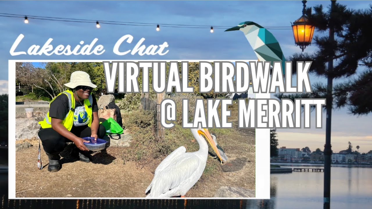 Lakeside Chat# 52 - A Winter Bird Walk at Lake Merritt with Hilary ...