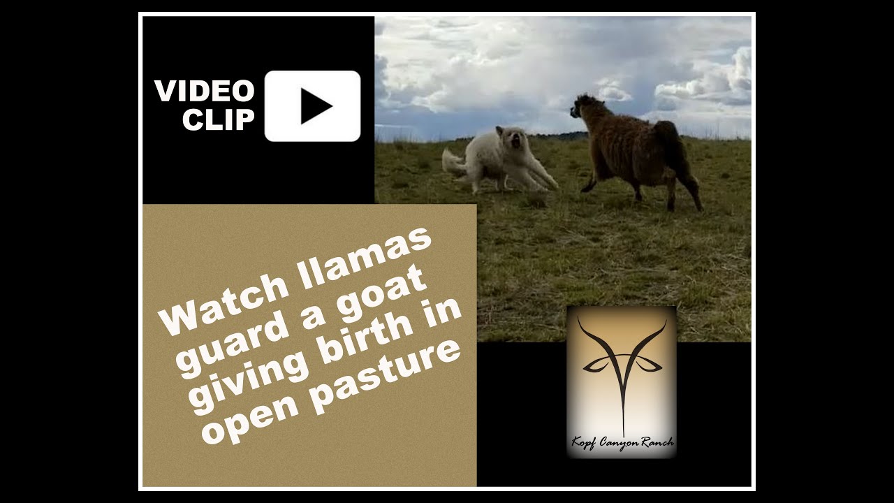 Llamas Guarding Kiko Goat Giving Birth in Open Pasture - YouTube