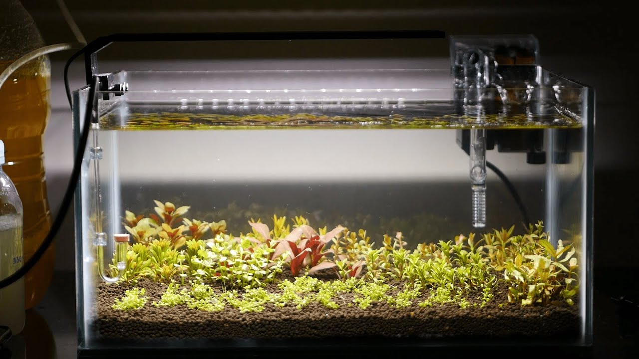 Experimenting with a DIY CO2 system on my Dutch Style Tank/Aquarium ...