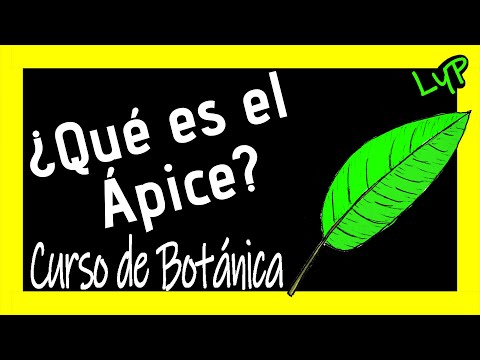 El ápice De Un árbol: Significado, Ubicación Y Su Importancia En El ...