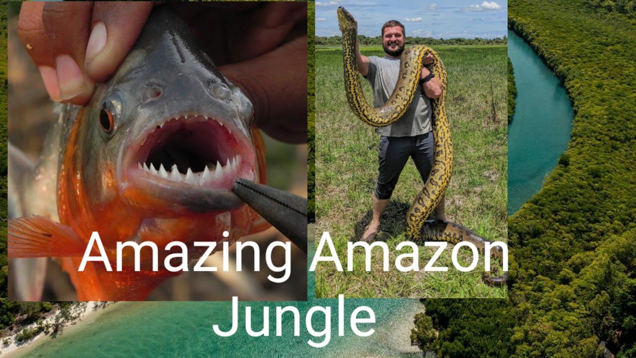 Amazon Jungle Facts In Hindi | Amazon Ke Jungle Facts Hindi Me - YouTube