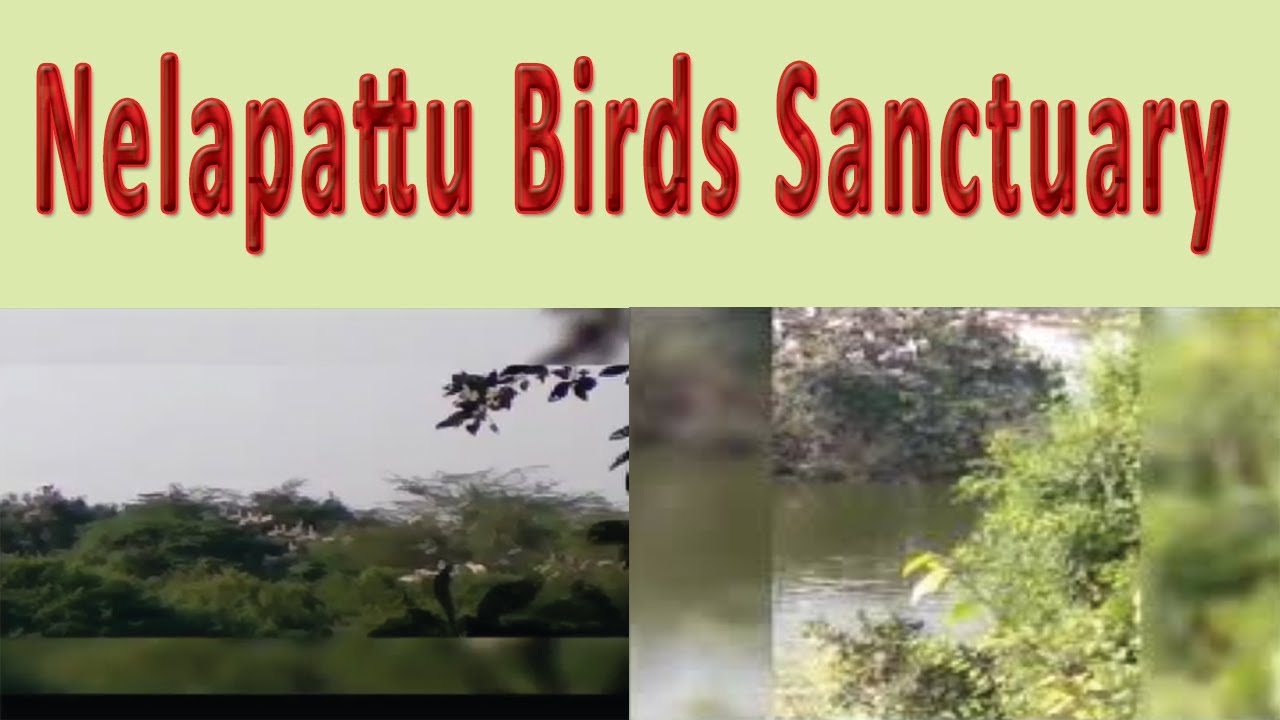 Nelapattu Birds Sanctuary || KSM Pictures - YouTube