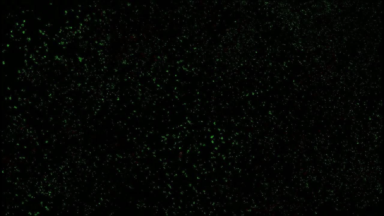 SFML/C++ Predator Prey Particle Simulation #2 - YouTube