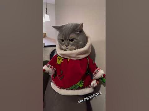 Кот в валенках едет в.. - YouTube