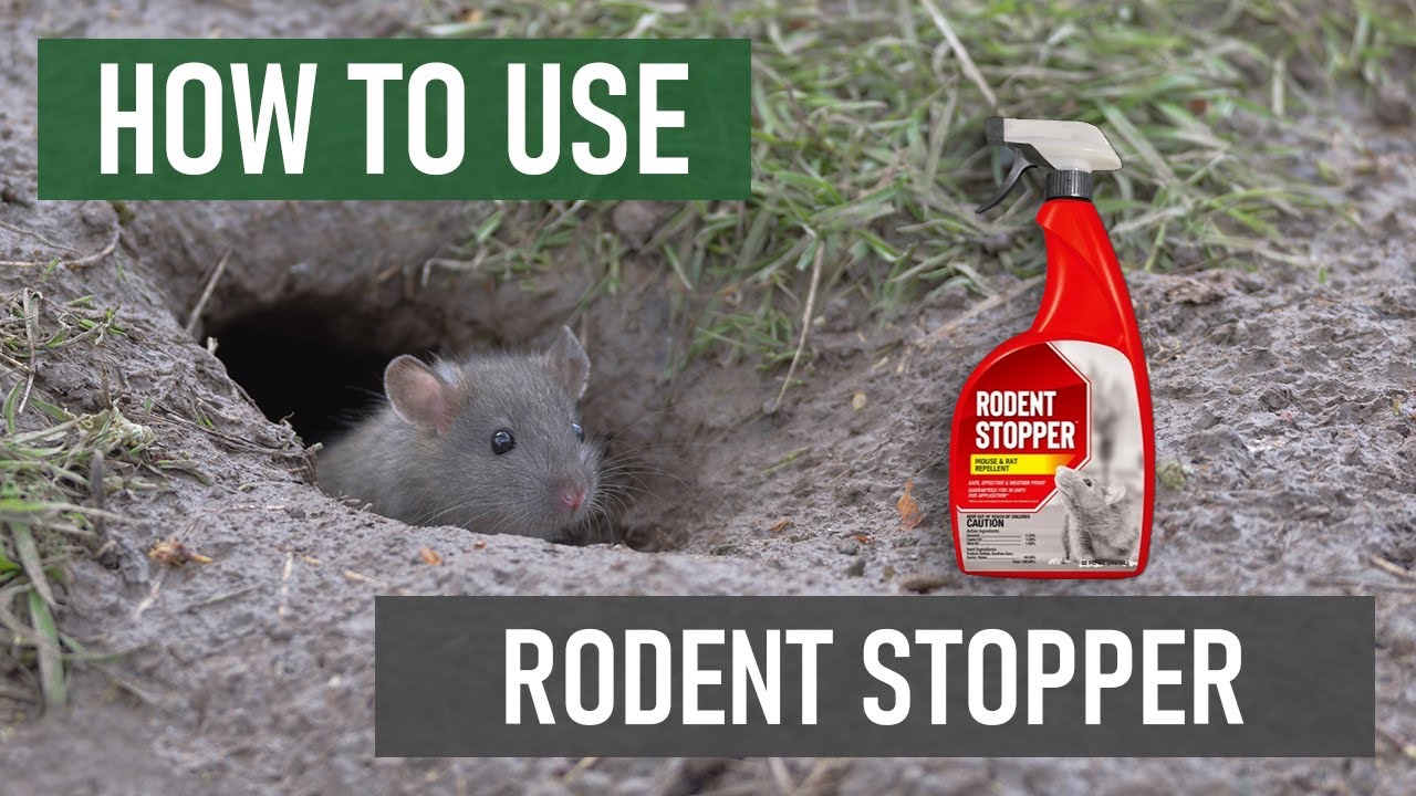 How To Use Rodent Stopper RTU Spray Repellent DIY Rodent Control