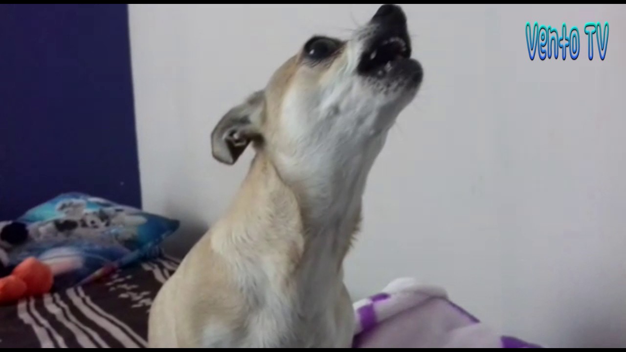 perro exorcista - el regreso - YouTube