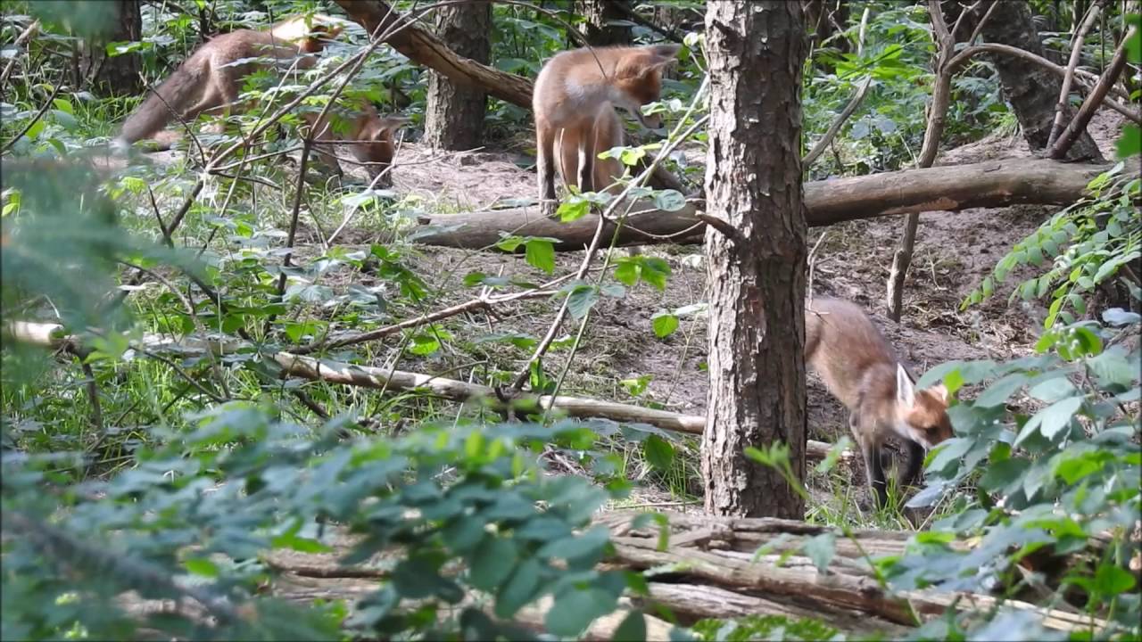 Vossen op de Veluwe - Een hele familie vos bij elkaar, wat een moment ...