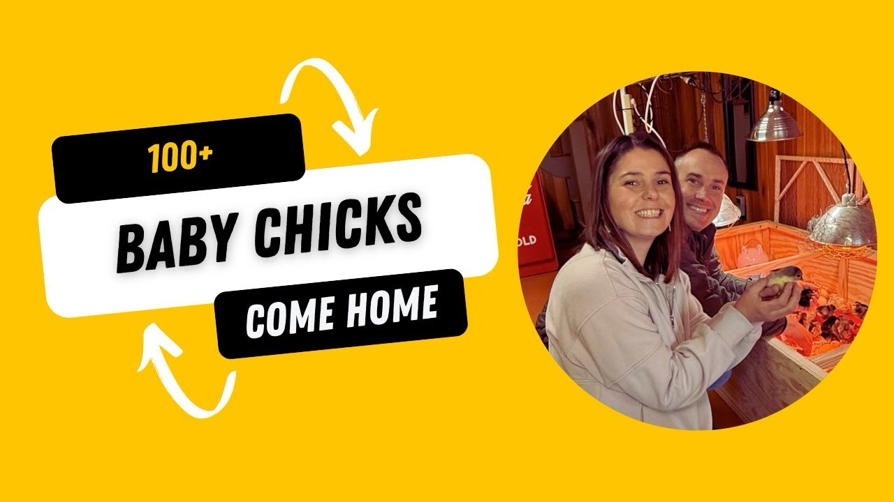 Picking Up 100+ Baby Chicks from the Post Office! - YouTube