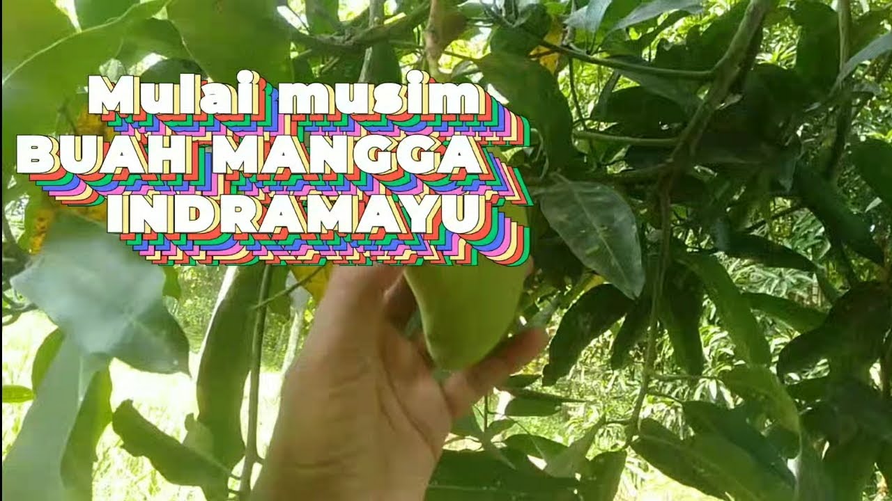 SEASON MANGO FRUIT ( MUSIM BUAH MANGGA INDRAMAYU ) - YouTube