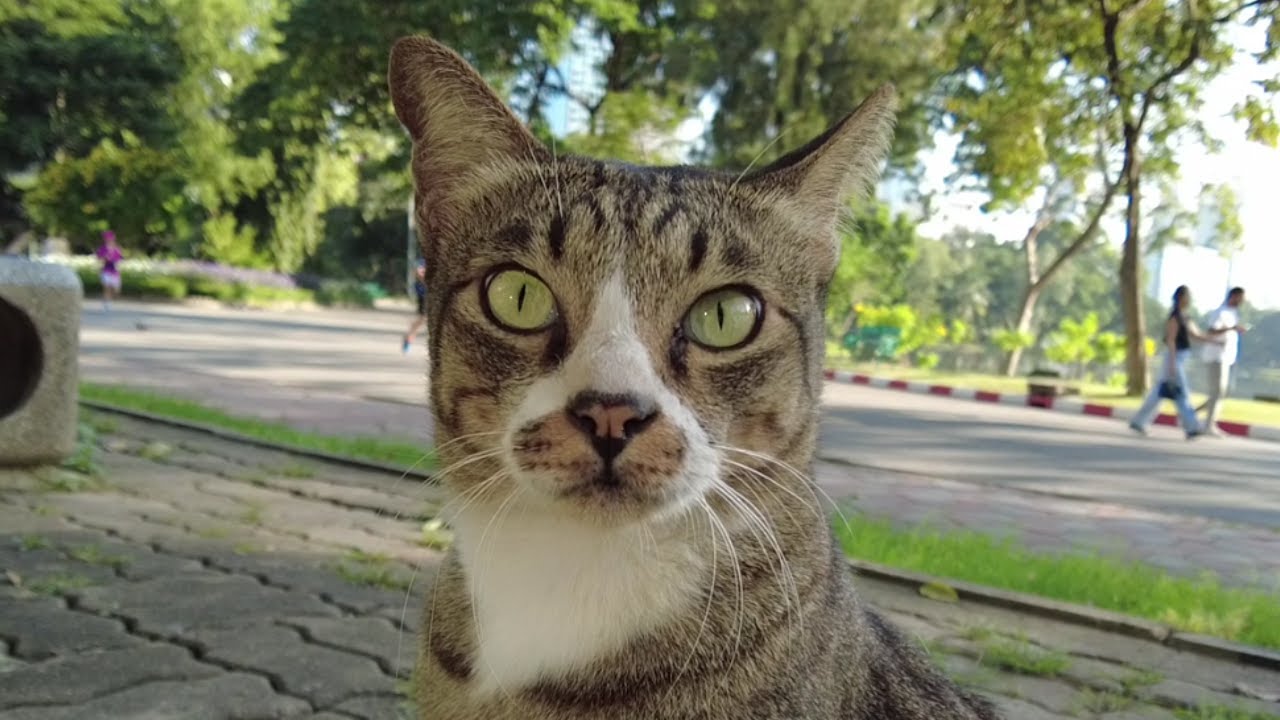 Loud meow tomcat has a rare moment of silence and contemplation. - YouTube