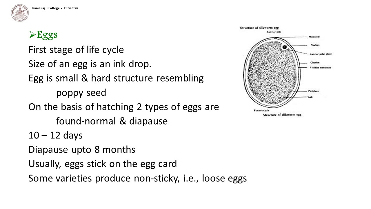 Morphology and life cycle of silkworm - YouTube