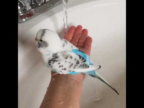Bird Bathing in Sink in Super Slow-Motion - YouTube