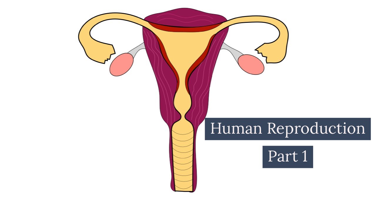 Female Reproductive Anatomy
