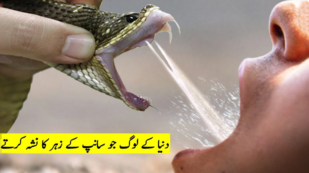 Log Jo Saanp K Zehar Ka Nasha Kartay II People Who Are Immune To Snake ...