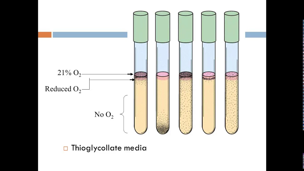 Microbiology Chapter 6 Part B - YouTube