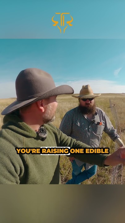 🤑 How This Rancher Makes Money with Lambs! 🐑💵 #hairsheep #makemoney #homestead #montana #shorts ...