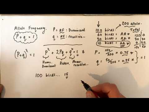 A level Biology - Hardy Weinberg Equation - YouTube