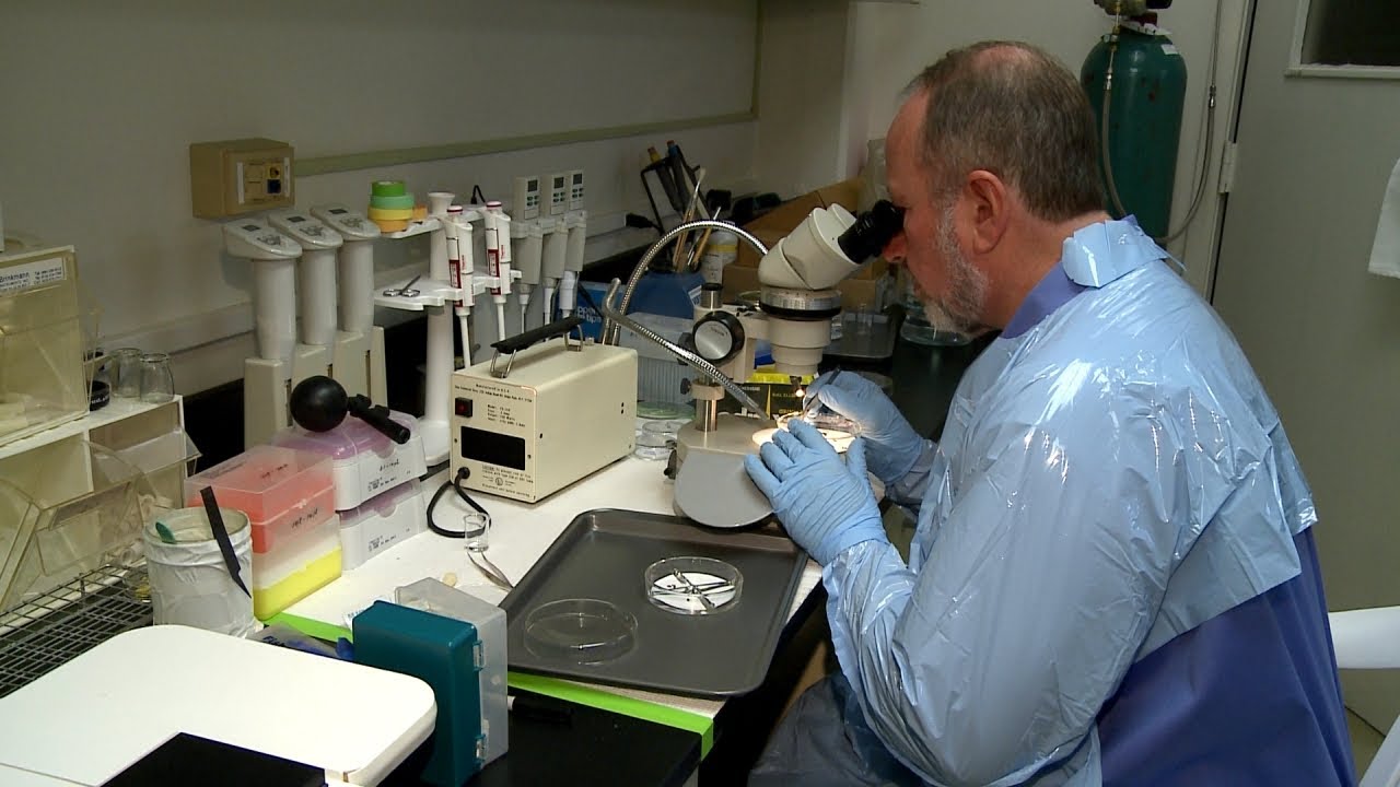 USDA Researcher Looks To Control Bed Bugs - YouTube