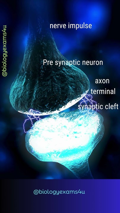Synapse and Nerve Impulse Transmission Animation - YouTube